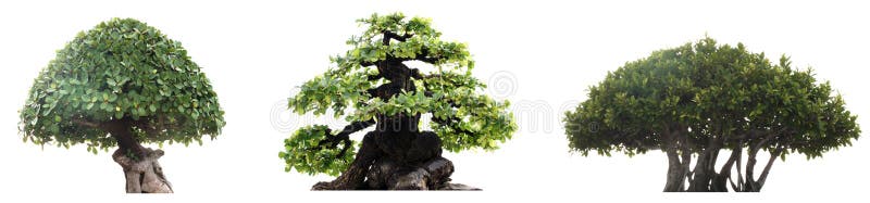 Group of Tree Isolated on White Background. Stock Image - Image of ...