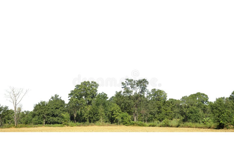 Group of Tree Isolated on White Background Stock Photo - Image of ...