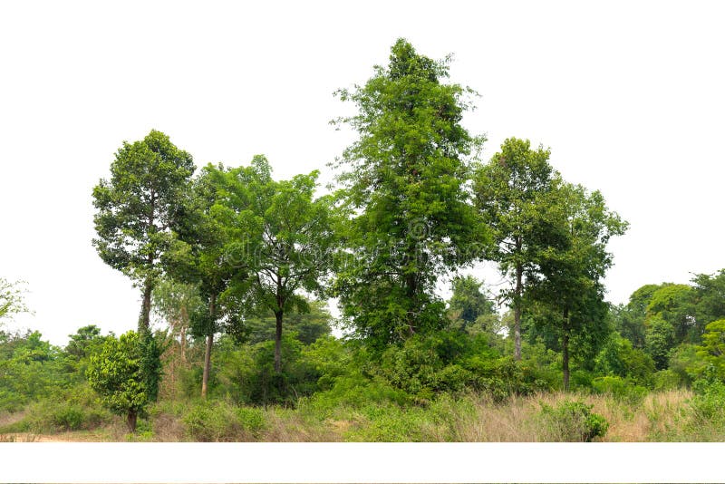Group of Tree Isolated on White Stock Image - Image of season, stem ...
