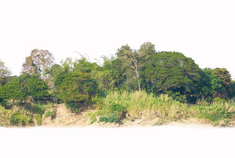 Group of Tree Isolated on White,tropical Trees Isolated Used for Design ...