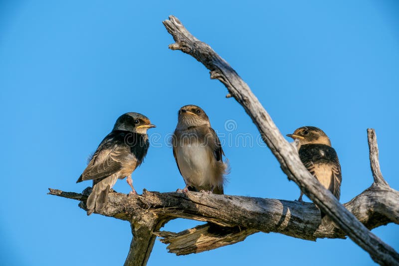Group of Tree Martins Perched on a Bare Tree Branch. Stock Photo ...