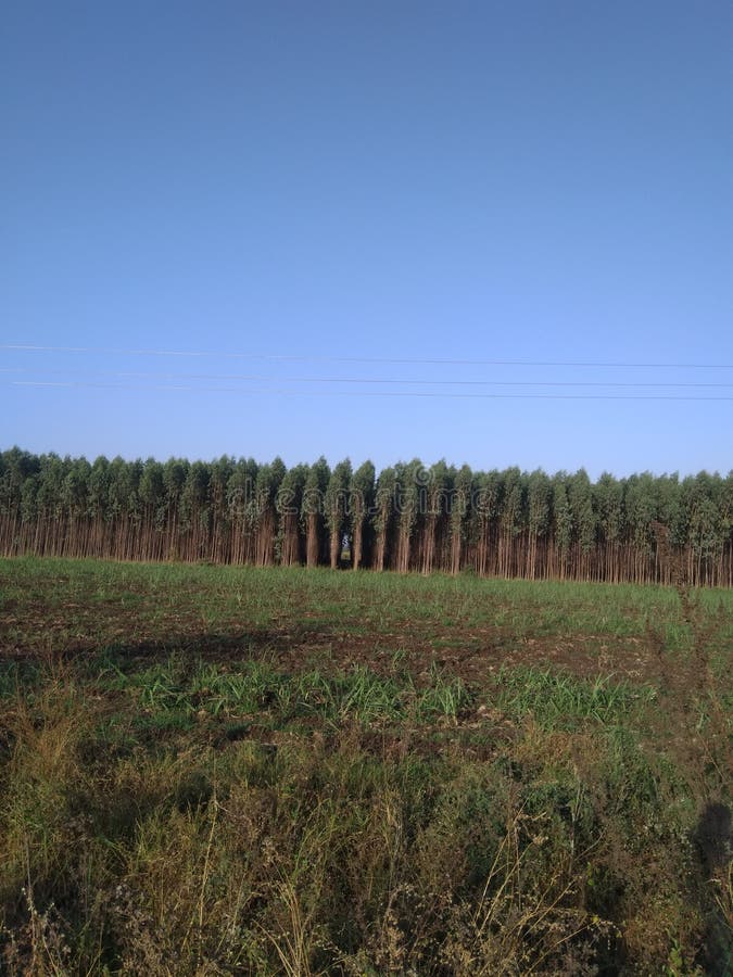 Group of trees stock image. Image of scenary, tree, group - 175248165