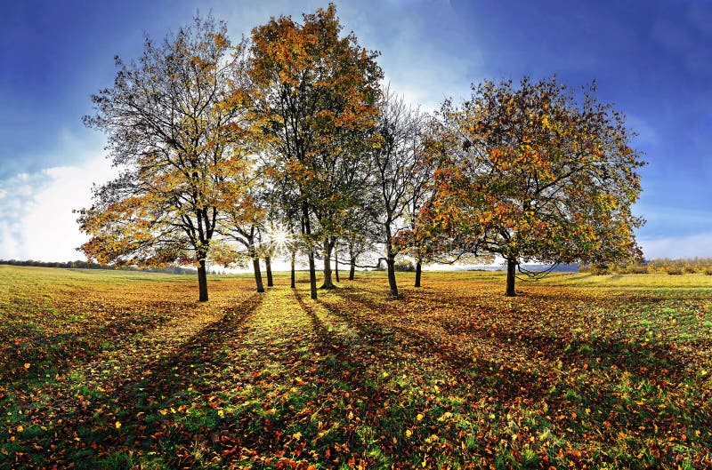 Group of Trees in the Autumn Stock Image - Image of autumn, yellow ...