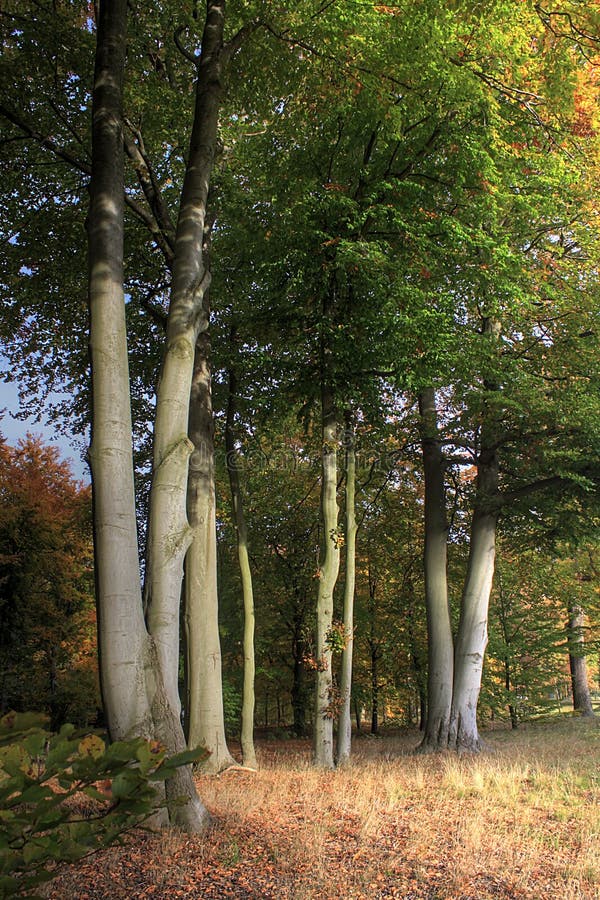 Group of trees in autumn stock image. Image of bark, garden - 31365683