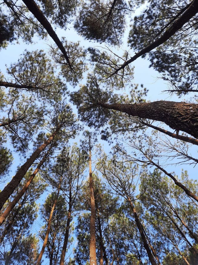 Group of Trees that are Close To Each Other in the Forest Stock Image ...
