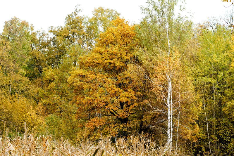 Deciduous Forest in Early Spring Stock Photo - Image of autumn ...