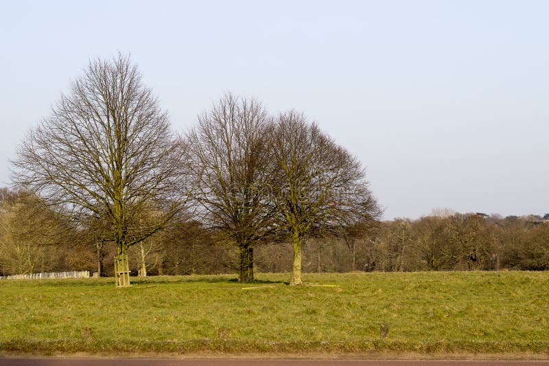 Group of trees stock image. Image of park, nature, branch - 68591457