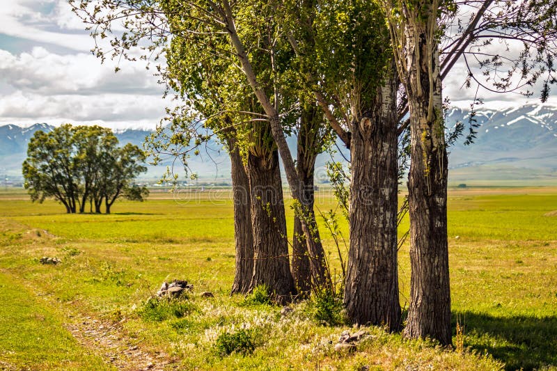 Tree Group and Solitary Tree in Meadow with Mountain Backdrop and Copy ...