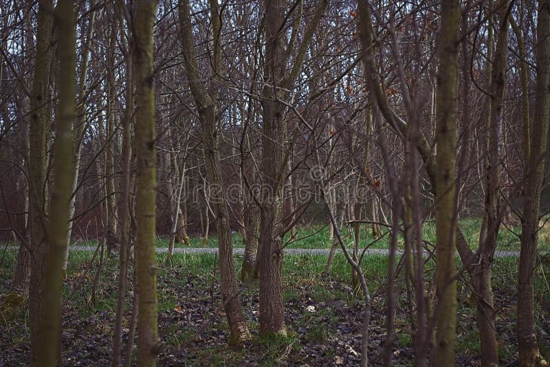 Forest Wide Angle Lens View Stock Image - Image of natural, outdoor ...