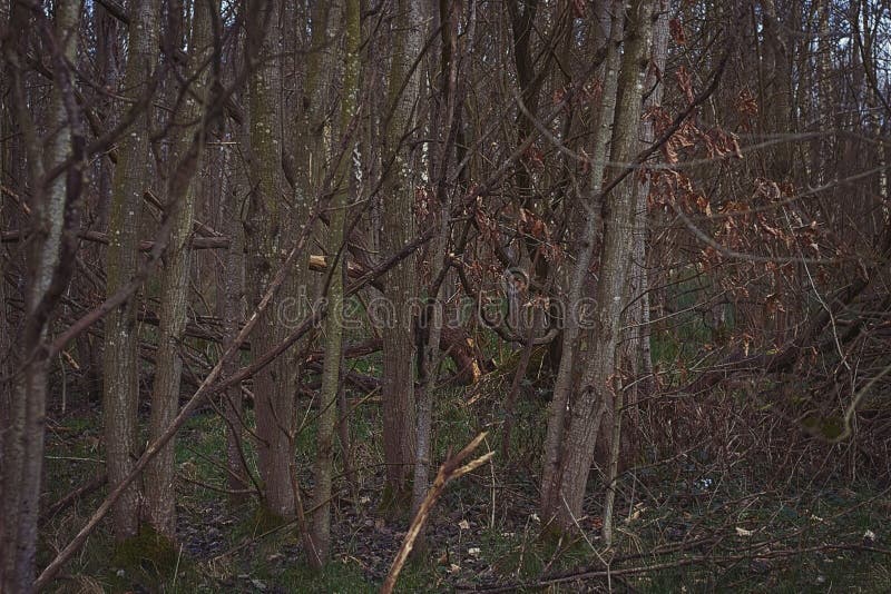 Forest Wide Angle Lens View Stock Image - Image of natural, outdoor ...