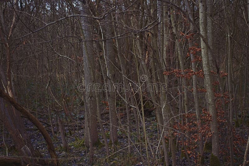Group of Trees in a Forest Wide View Stock Image - Image of angle, park ...