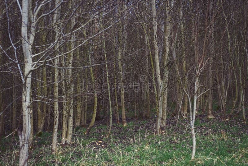 Forest Wide Angle Lens View Stock Image - Image of natural, outdoor ...