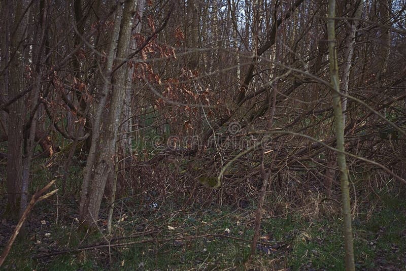 Forest Wide Angle Lens View Stock Image - Image of natural, tree: 223833985