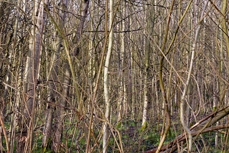 Group of Trees in a Forest Wide View Stock Photo - Image of bark, trees ...