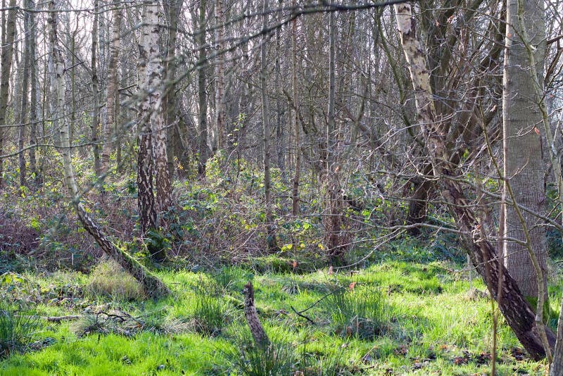 Forest Wide Angle Lens View Stock Image - Image of natural, outdoor ...