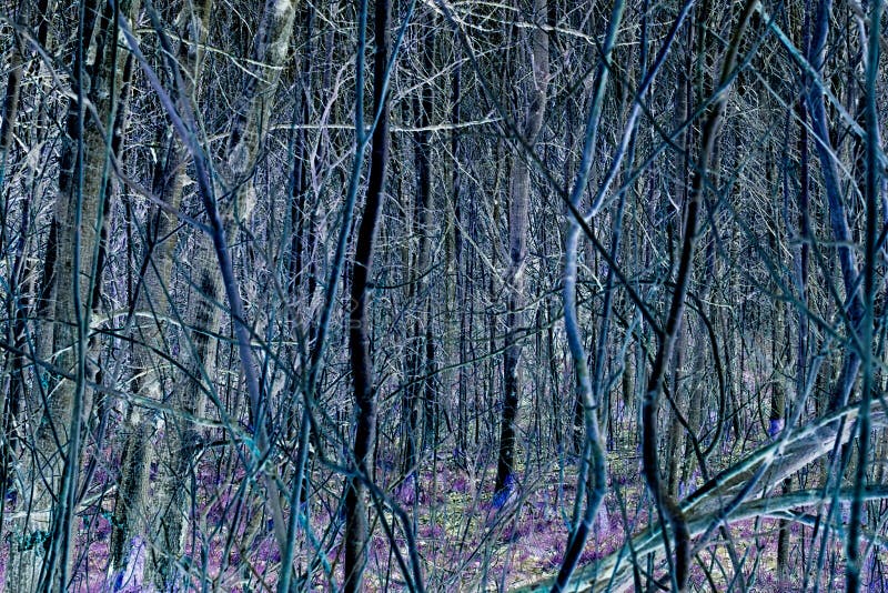 Group of Trees in a Forest Wide View Negative X-ray S Stock Image ...