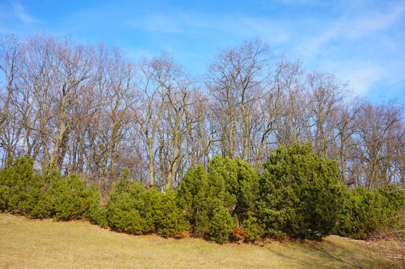 Group of trees stock image. Image of grass, nature, natural - 66316317
