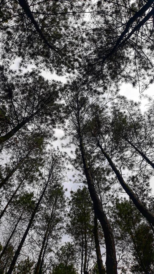 Group of trees stock photo. Image of forest, autumn - 209858074