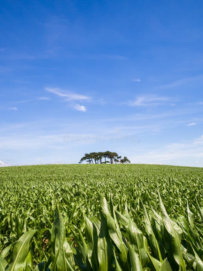 A clump of trees on a hill stock image. Image of farmland - 132921377