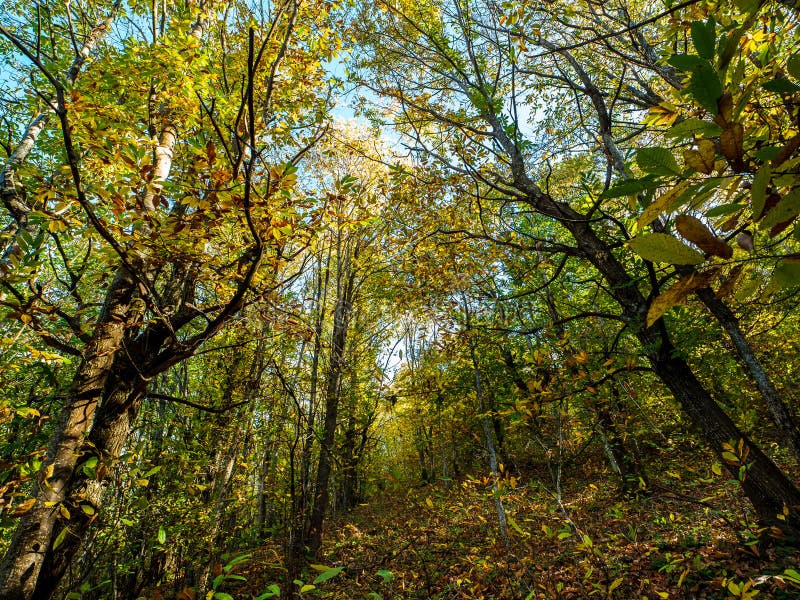 Tree in the forests stock image. Image of botany, magic - 298446469