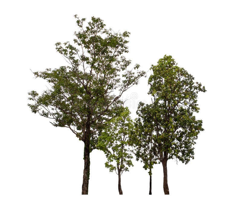 Group of Trees Isolated on White Background with Clipping Path and ...