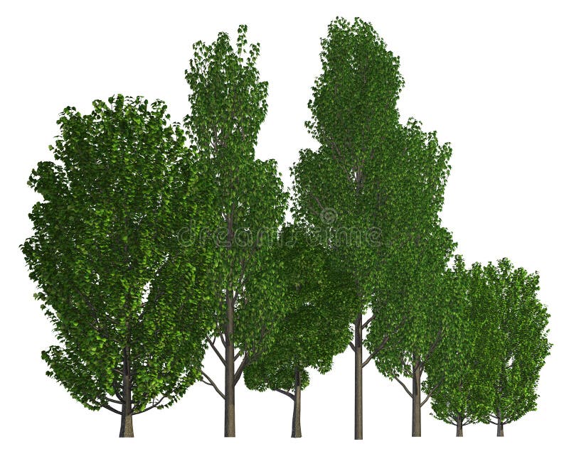 Group of Trees Isolated on White 3d Illustration Stock Illustration ...