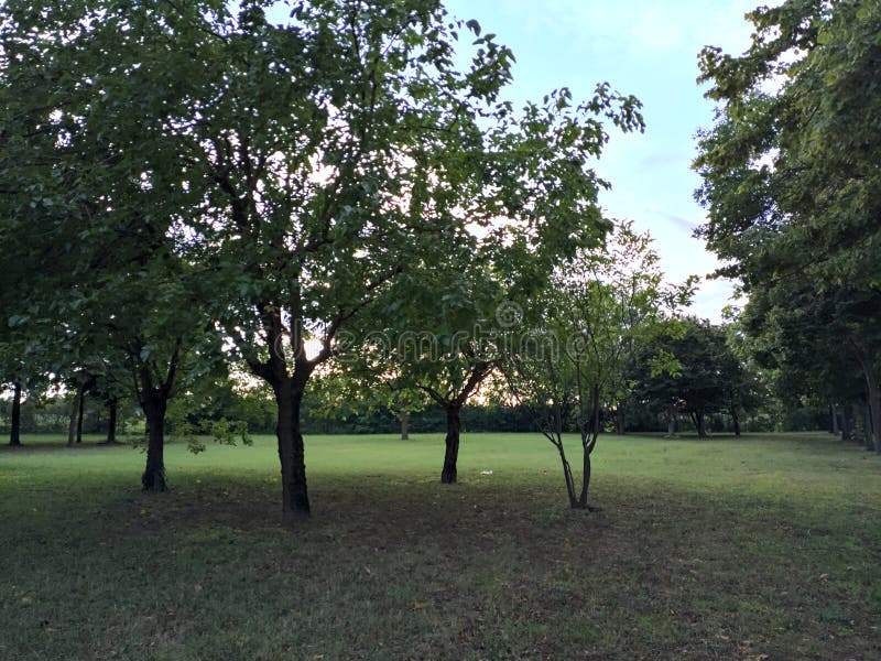 Group of Trees in a Lawn of a Garden at Sunset Stock Image - Image of ...