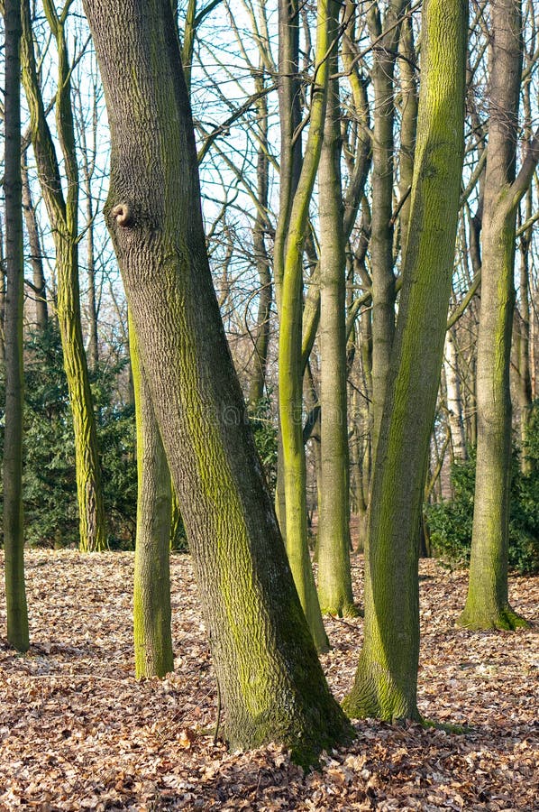 Group of trees stock photo. Image of tree, stems, nature - 66315648