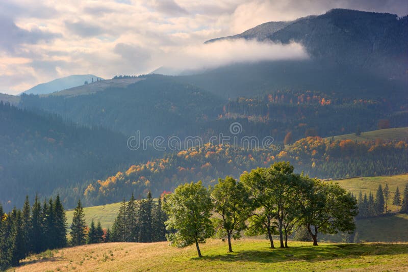Group of Trees Lit Up in Backlighting Stock Image - Image of sunrise ...