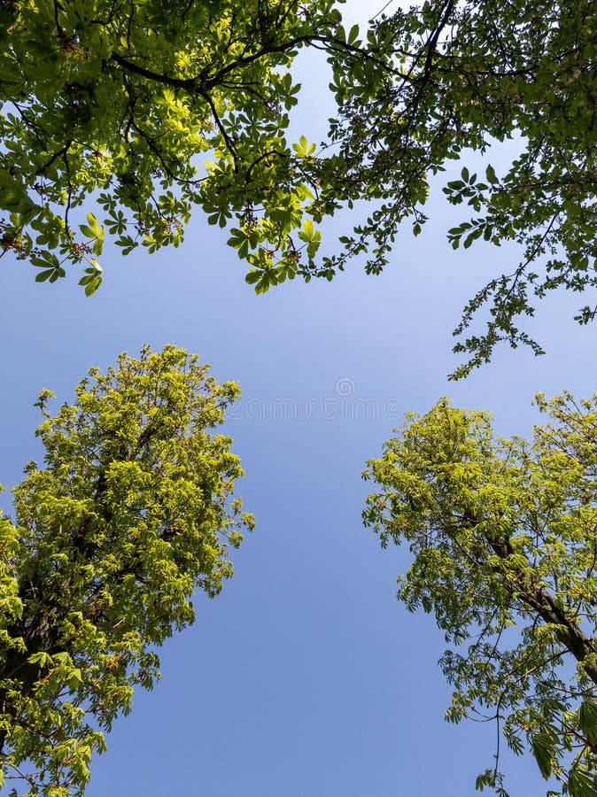 A Group of Trees that are Looking Up at the Sky Stock Photo - Image of ...