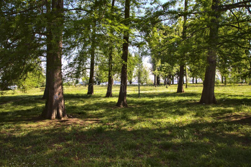 Group of Trees in a Park at Noon Stock Photo - Image of beauty, park ...