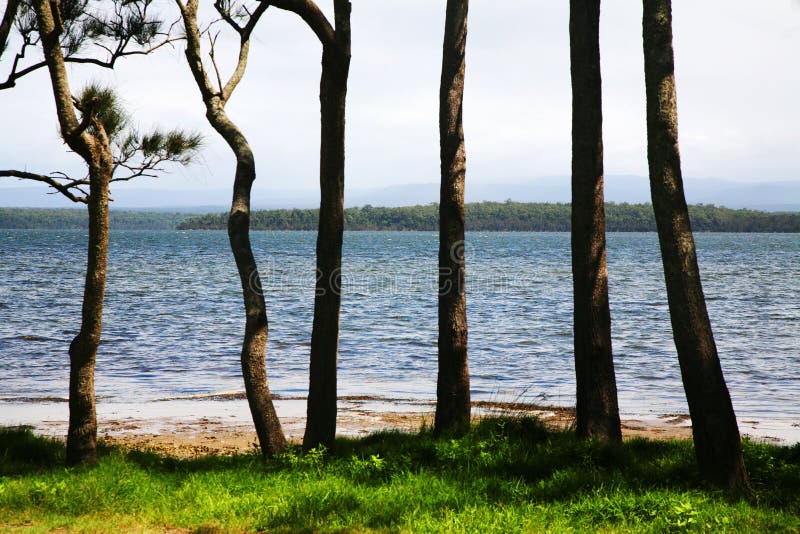 Group of trees by the sea stock image. Image of tourism - 90031199