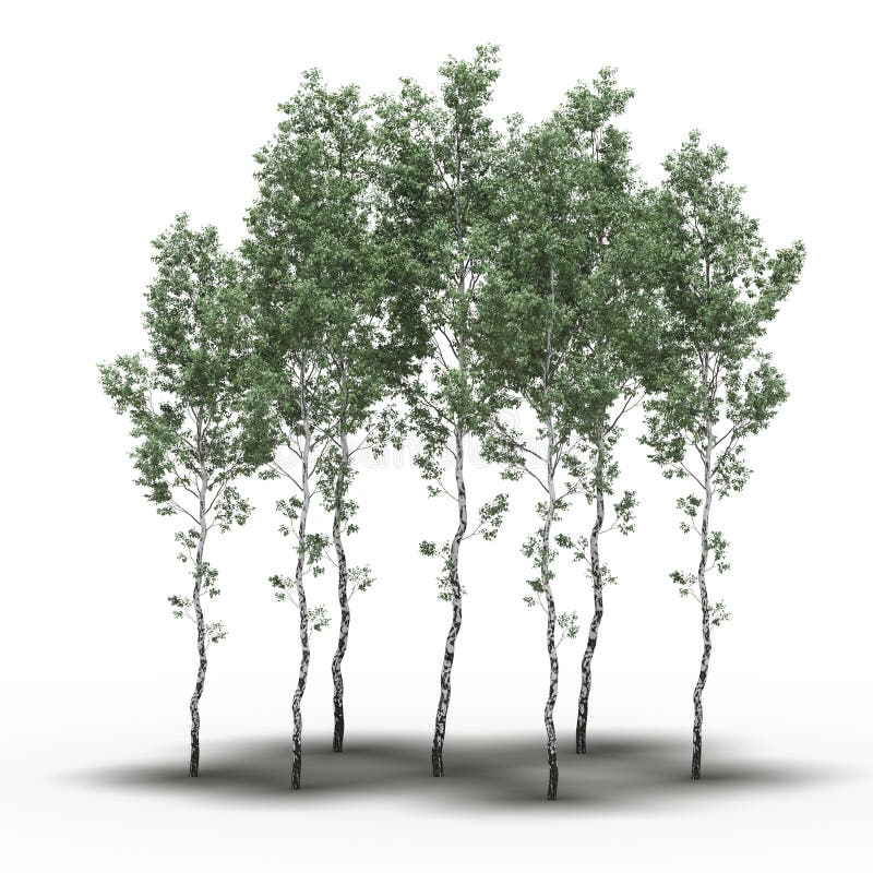 Group of Trees with a Shadow Under it Stock Illustration - Illustration ...