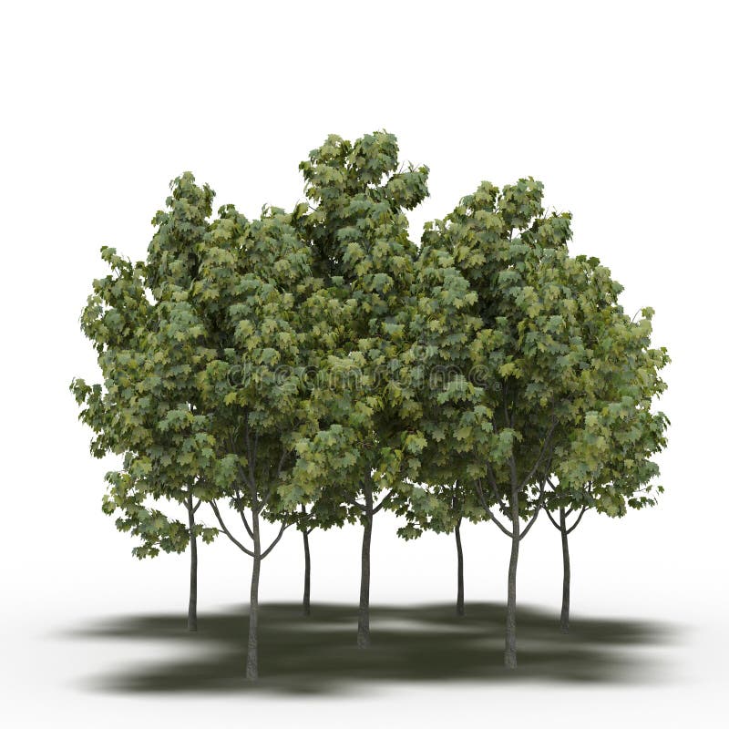 Group of Trees with a Shadow Under it Stock Illustration - Illustration ...
