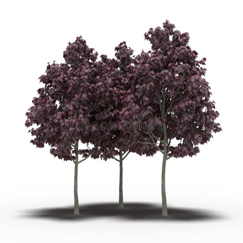 Group of Trees with a Shadow Under it Stock Illustration - Illustration ...