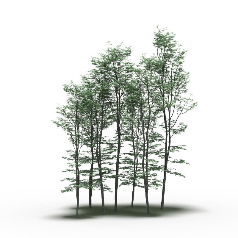 Group of Trees with a Shadow Under it Stock Illustration - Illustration ...