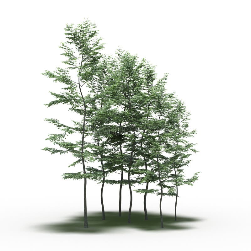 Group of Trees with a Shadow Under it Stock Illustration - Illustration ...