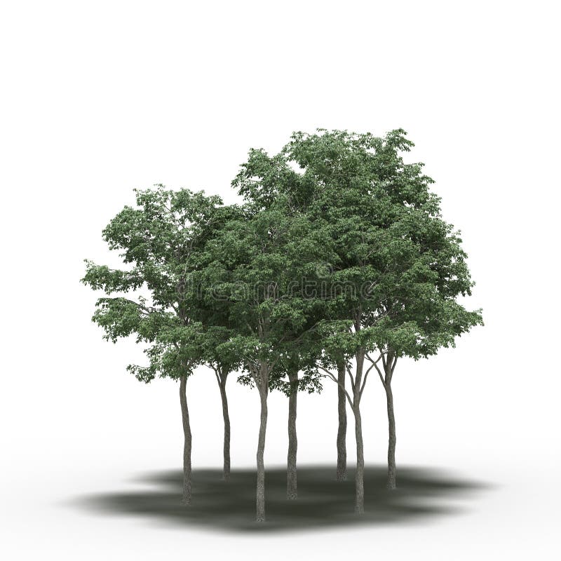 Group of Trees with a Shadow Under it Stock Illustration - Illustration ...