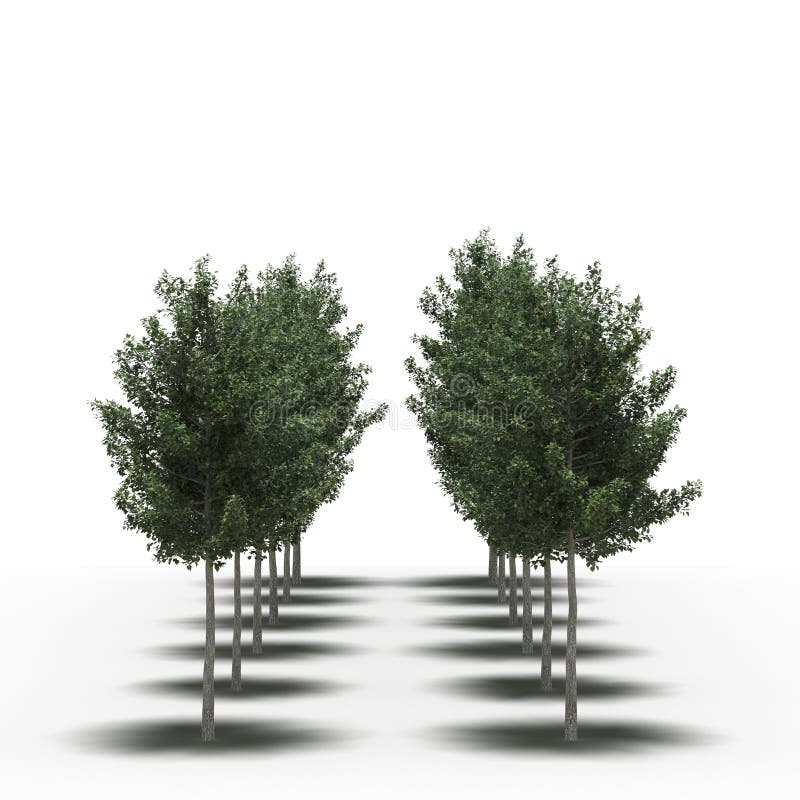 Group of Trees with a Shadow Under it Stock Illustration - Illustration ...