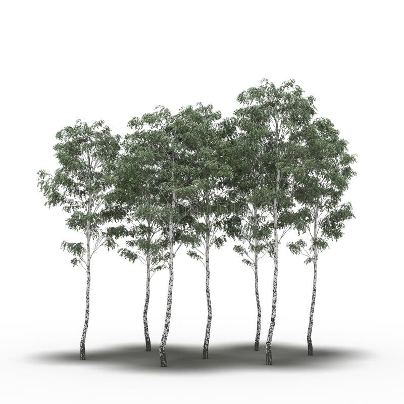 Group of Trees with a Shadow Under it Stock Illustration - Illustration ...