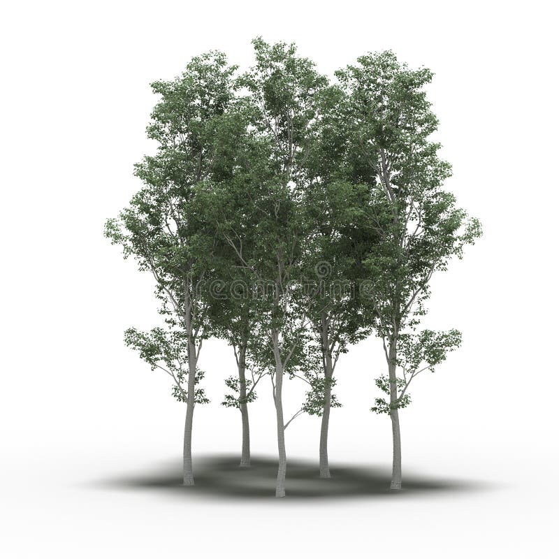 Group of Trees with a Shadow Under it Stock Illustration - Illustration ...