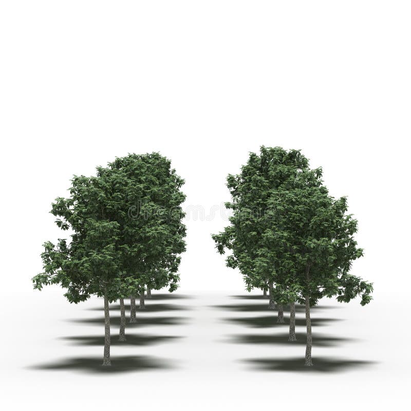 Group of Trees with a Shadow Under it Stock Illustration - Illustration ...