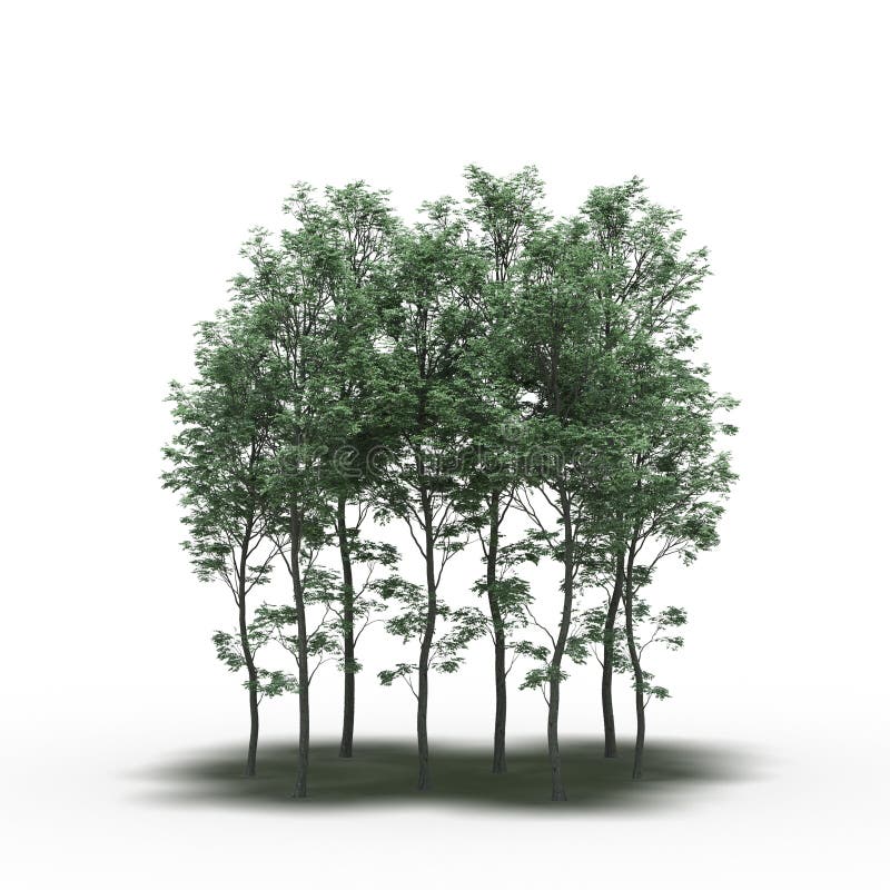 Group of Trees with a Shadow Under it Stock Illustration - Illustration ...