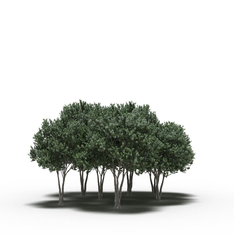 Group of Trees with a Shadow Under it Stock Illustration - Illustration ...