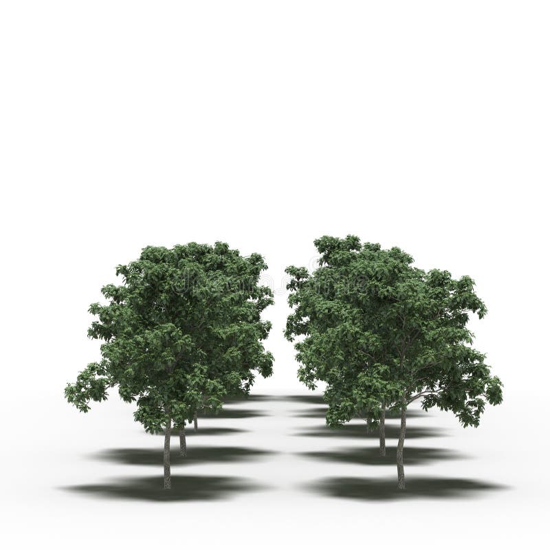 Group of Trees with a Shadow Under it Stock Illustration - Illustration ...