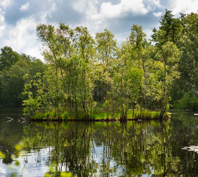 A Group of Trees on a Small Island in a Lake Stock Image - Image of ...