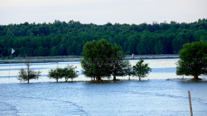 A Group of Trees that are Standing in the Water Stock Image - Image of ...