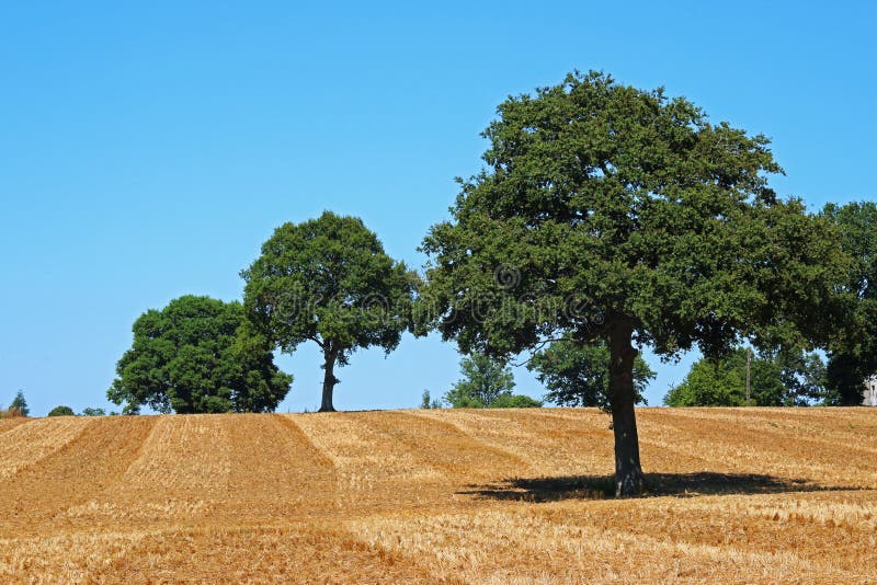 A group of trees stock photo. Image of branch, green - 77381936