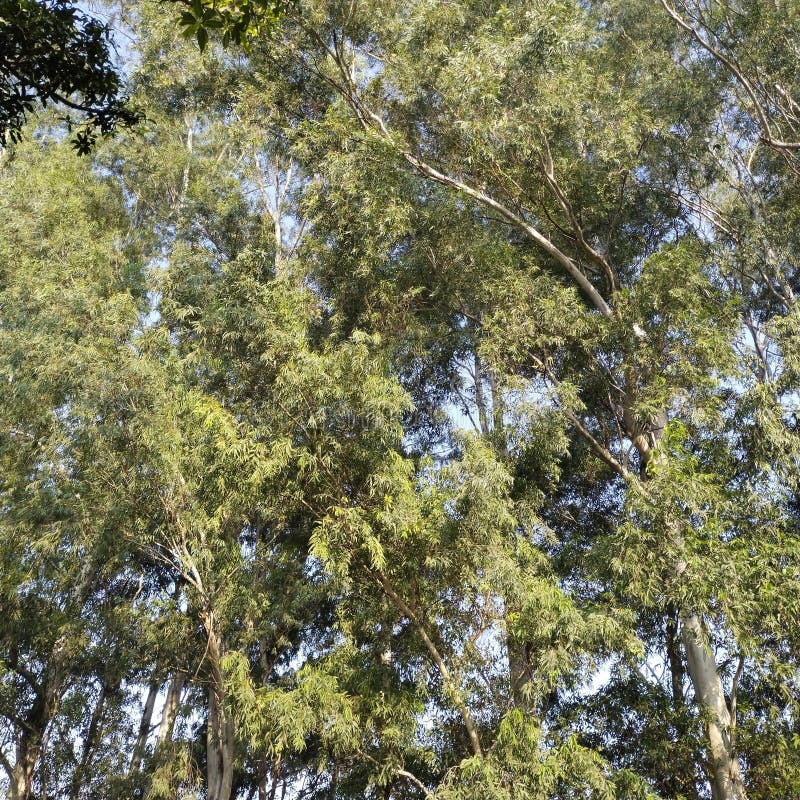 # a Group of Trees with Sunshine and Beautiful Weather Stock Image ...