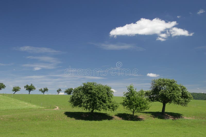 Group of trees stock photo. Image of three, deciduous - 37103686